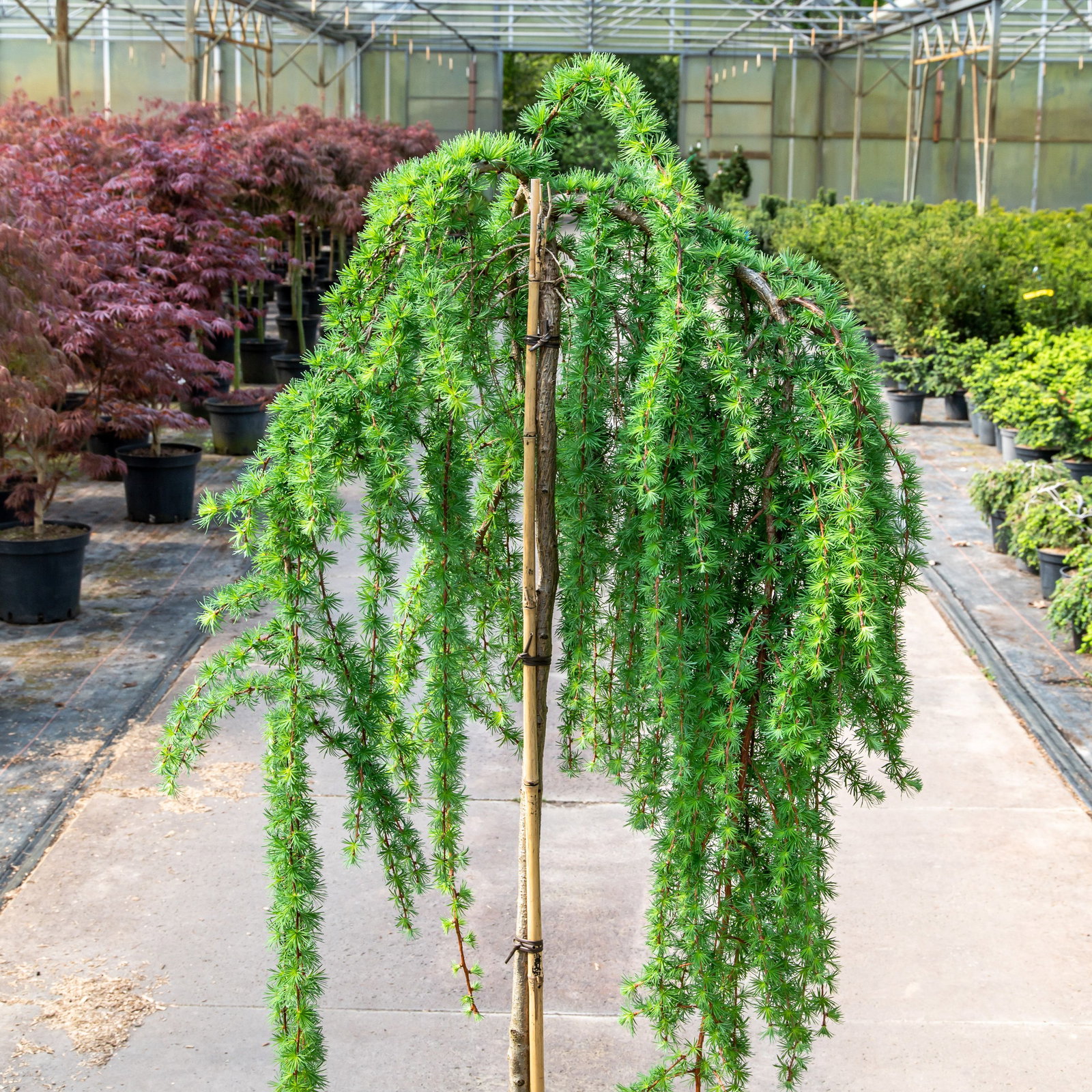 Japanische Lärche - Larix kaempferi Stiff Weeping günstig kaufen