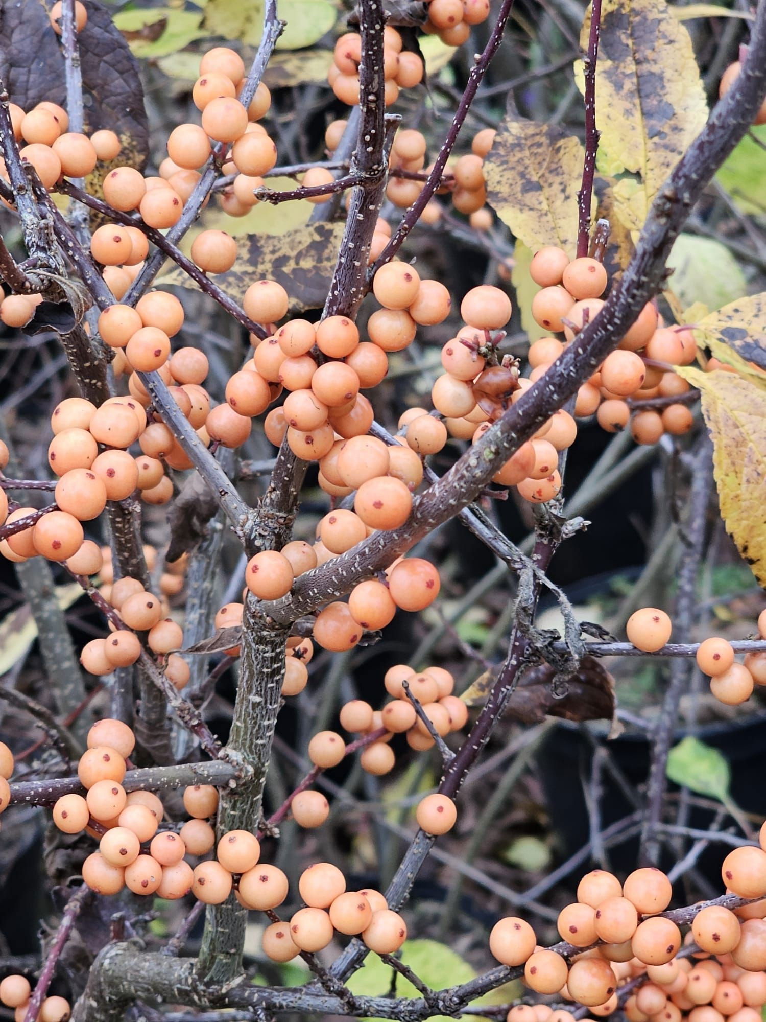 Winterbeere Winter Gold - Ilex verticillata Winter Gold günstig kaufen