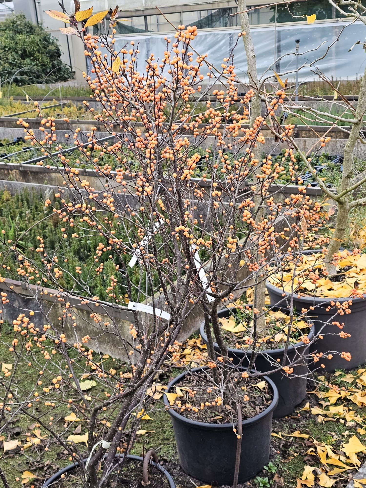 Winterbeere Winter Gold - Ilex verticillata Winter Gold günstig kaufen