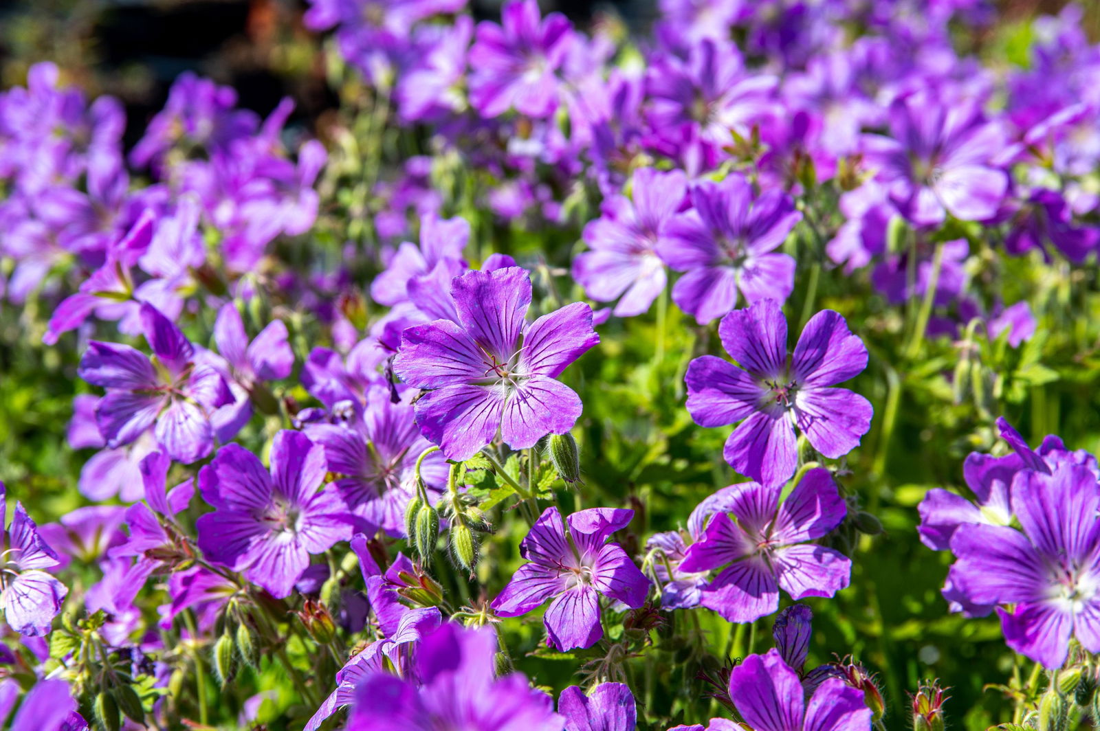 Storchschnabel Sirak - Geranium gracile Sirak günstig kaufen