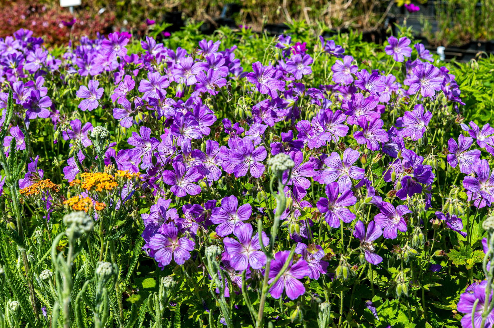 Storchschnabel Sirak - Geranium gracile Sirak günstig kaufen