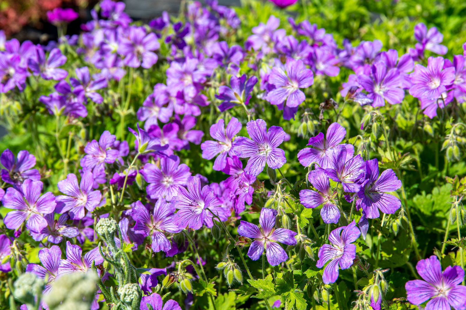 Storchschnabel Sirak - Geranium gracile Sirak günstig kaufen