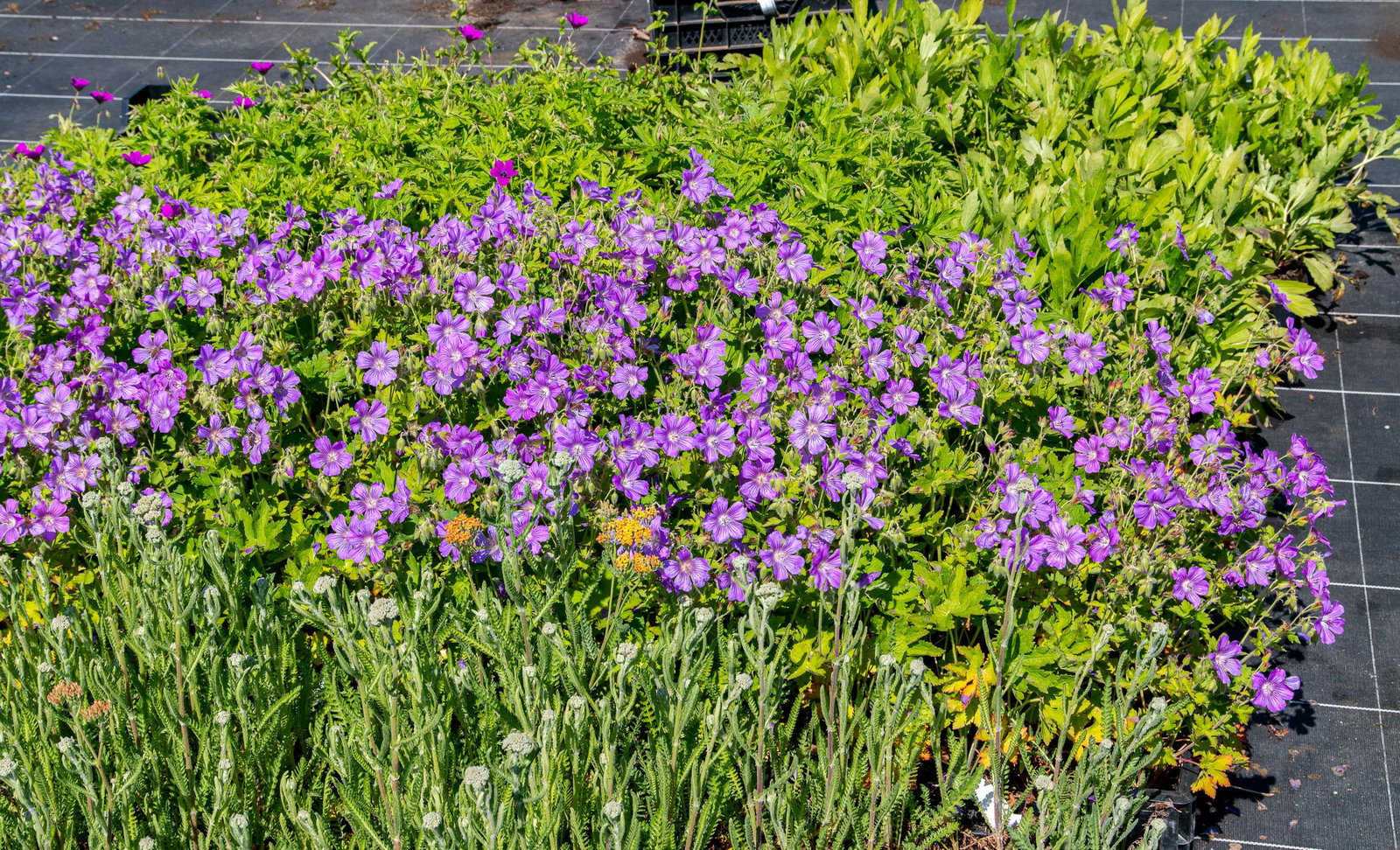 Storchschnabel Sirak - Geranium gracile Sirak günstig kaufen