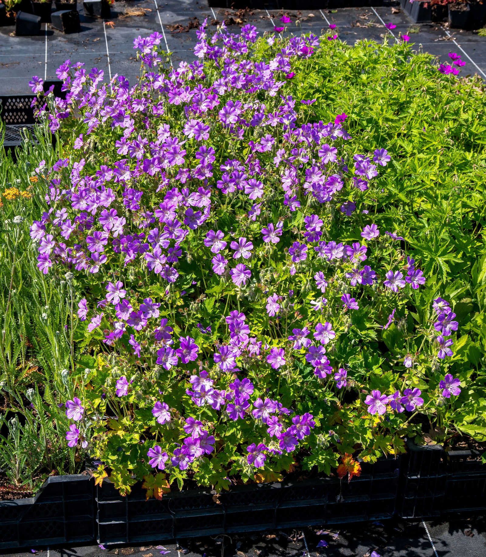 Storchschnabel Sirak - Geranium gracile Sirak günstig kaufen