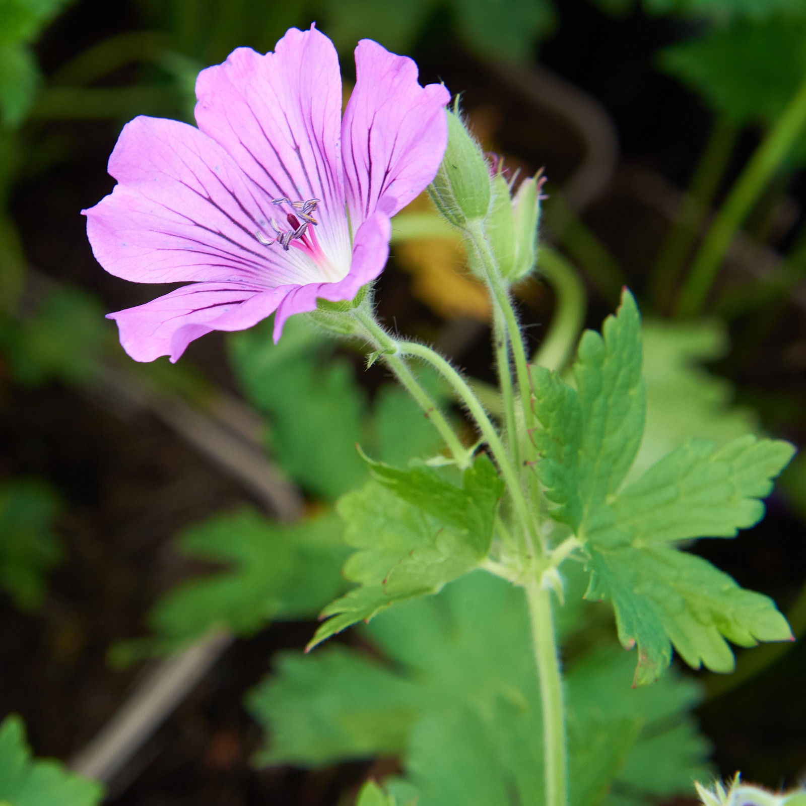 Storchschnabel Sirak - Geranium gracile Sirak günstig kaufen