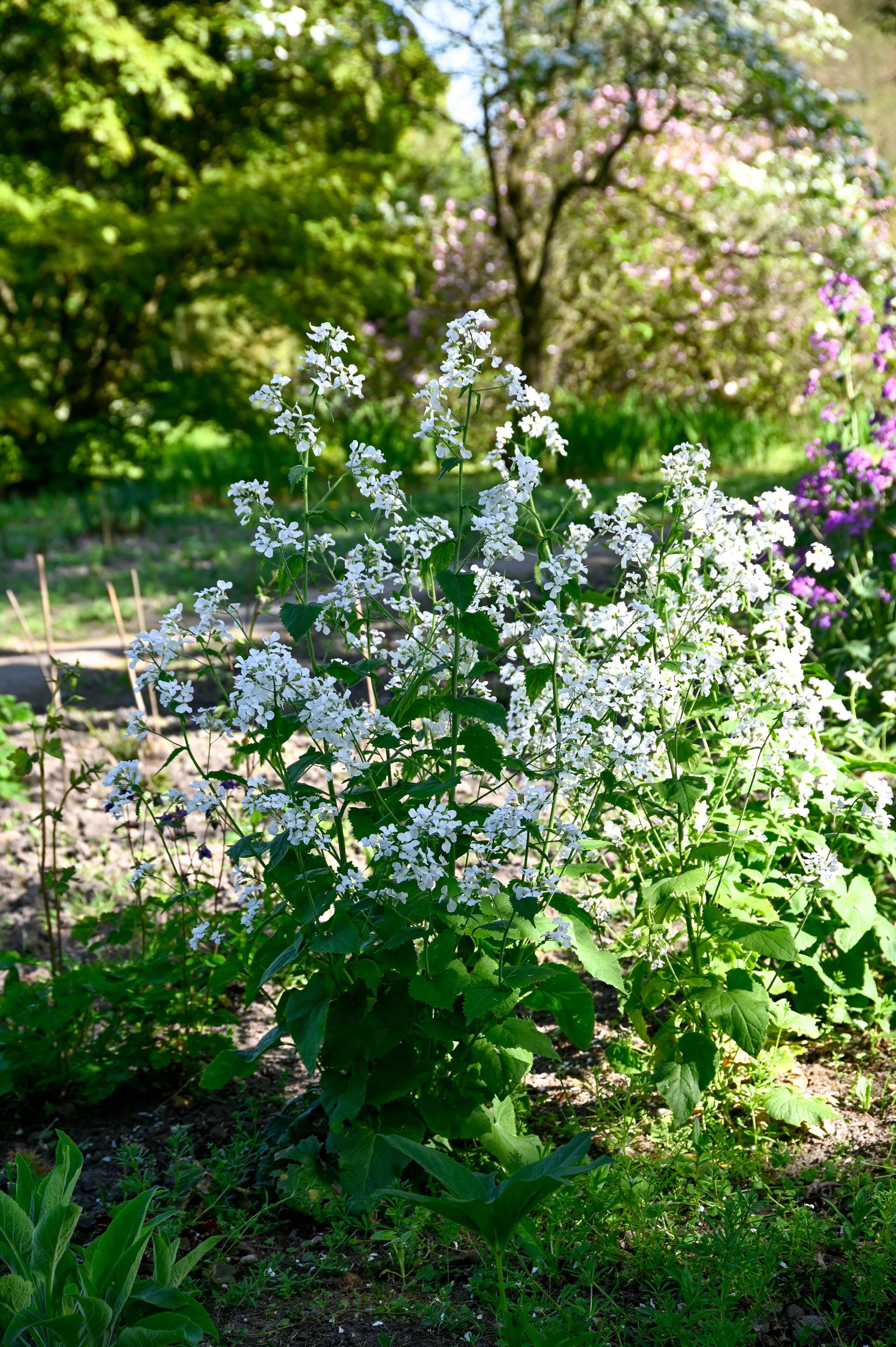 Zweijähriges Silberblatt - Lunaria annua var. albiflora günstig kaufen