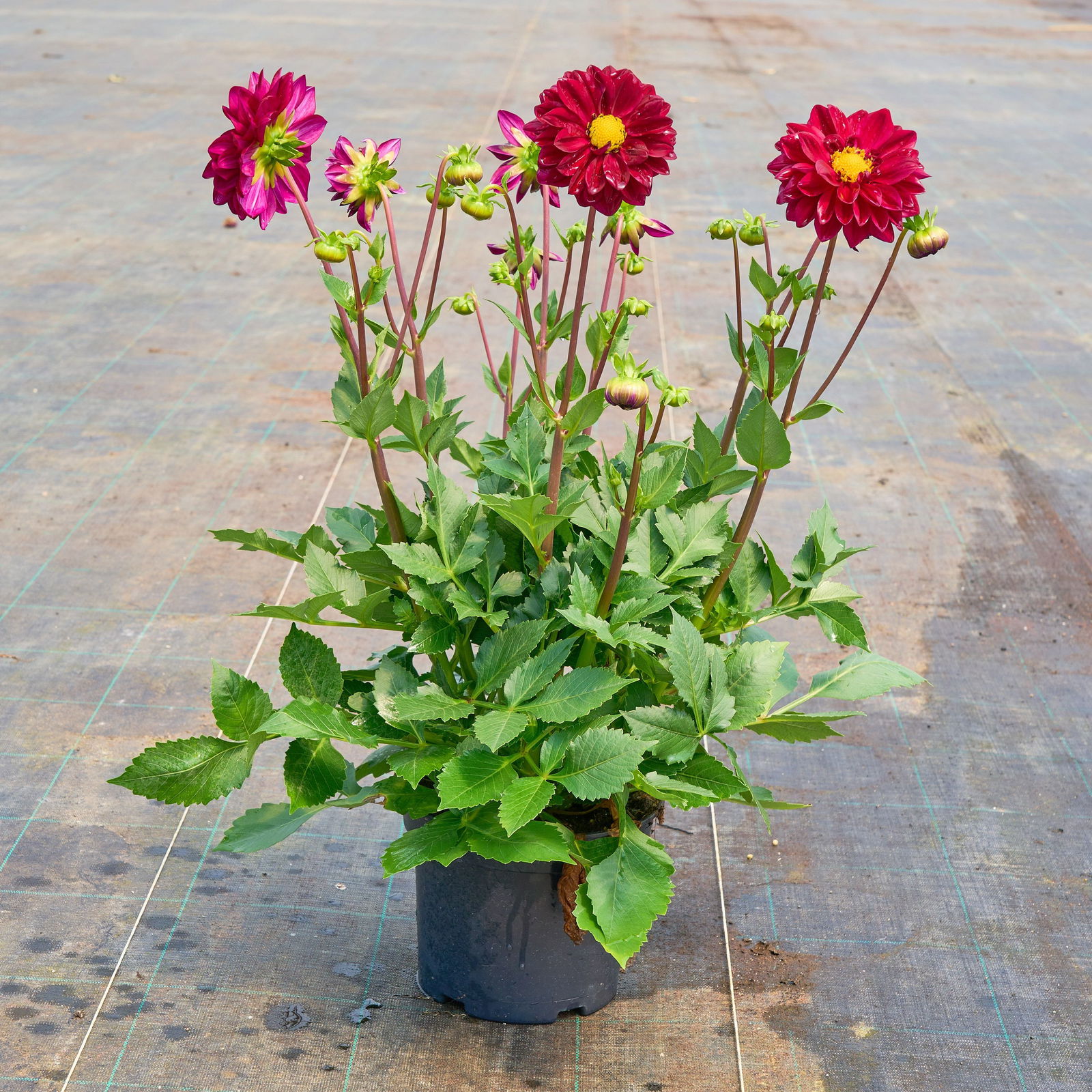 Dahlie Dalina ® Maxi Purple - Dahlia Dalina ® Maxi Purple günstig kaufen