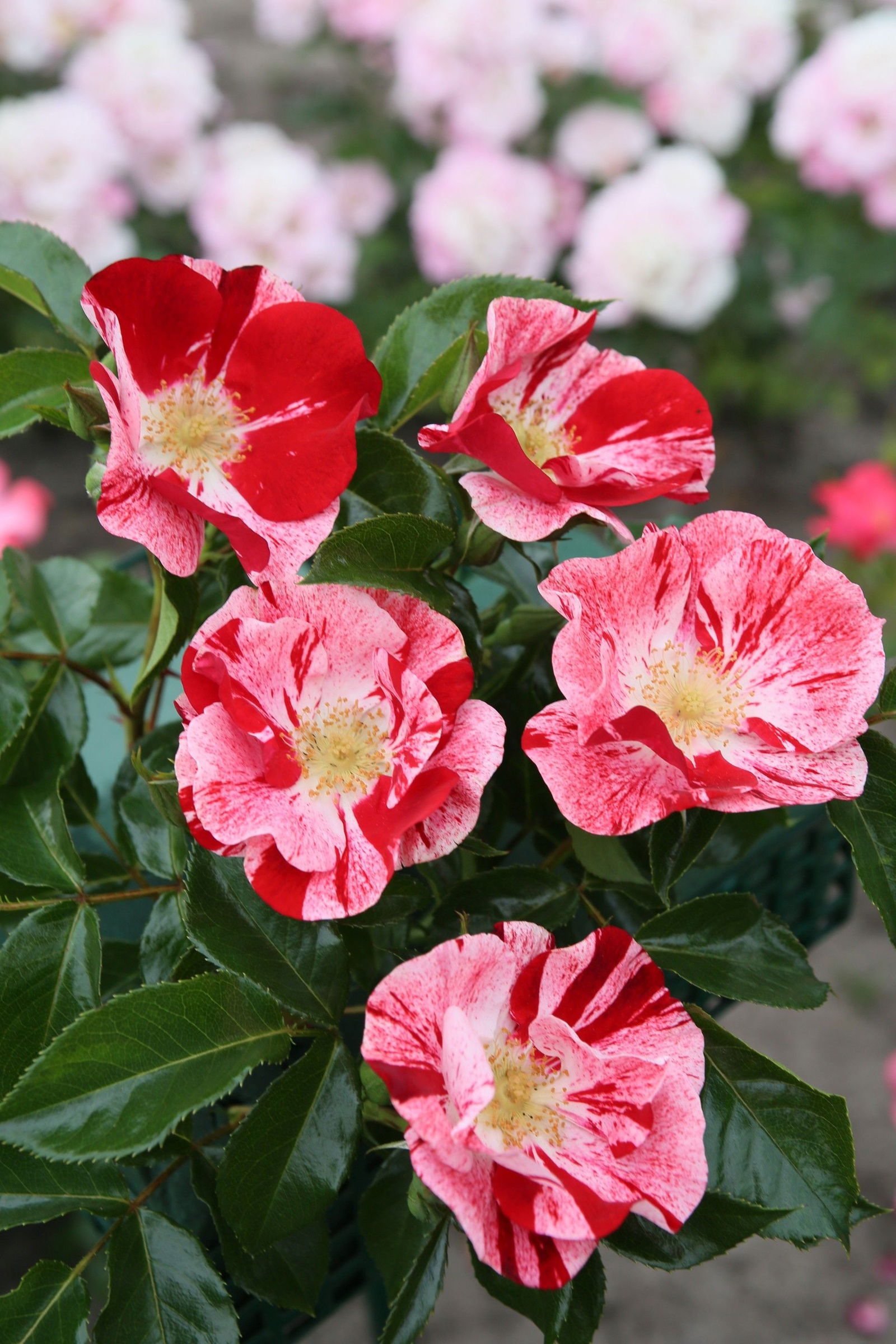 Rosa Simsalabim - Rosa Simsalabim günstig kaufen