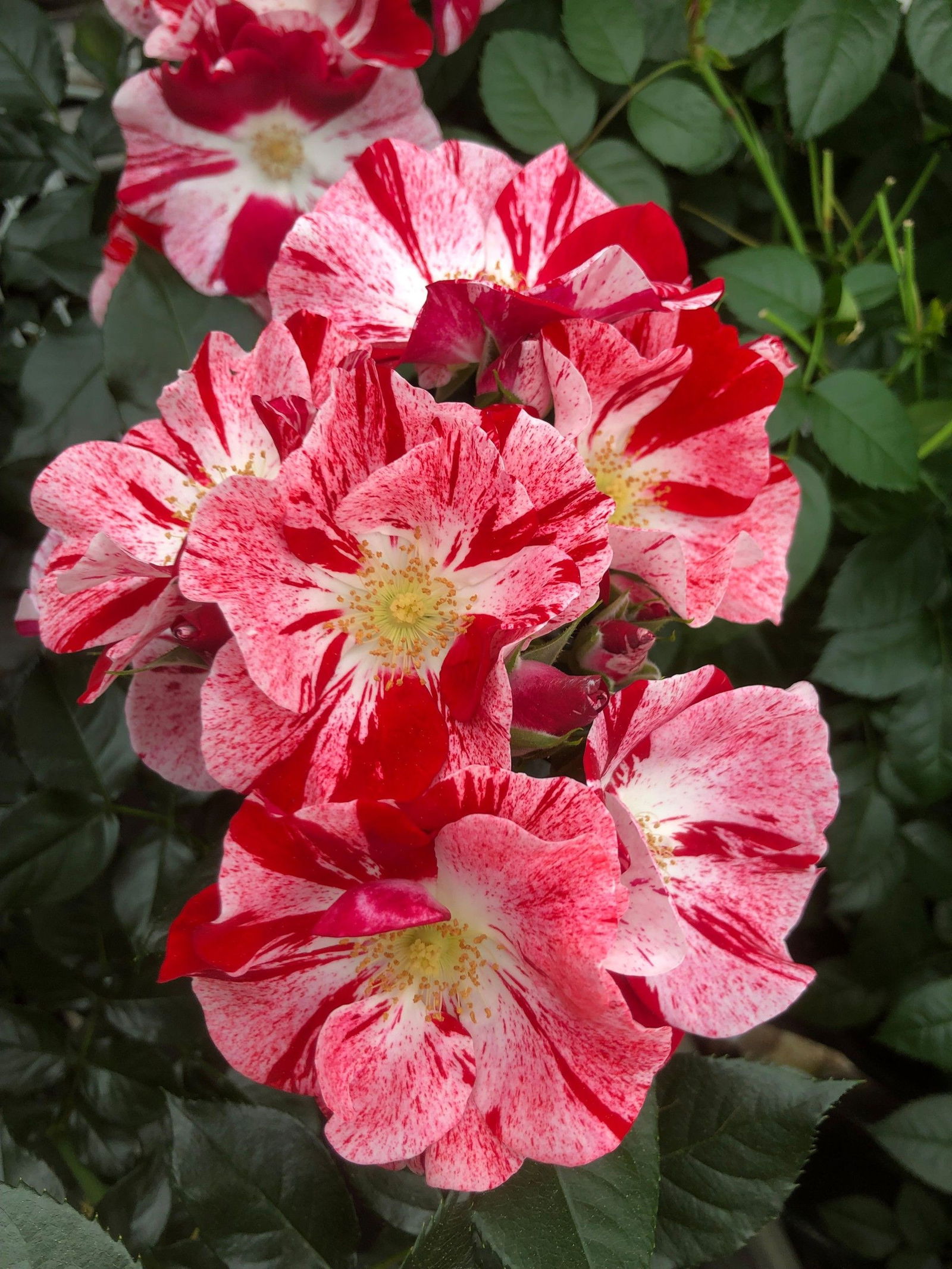 Rosa Simsalabim - Rosa Simsalabim günstig kaufen