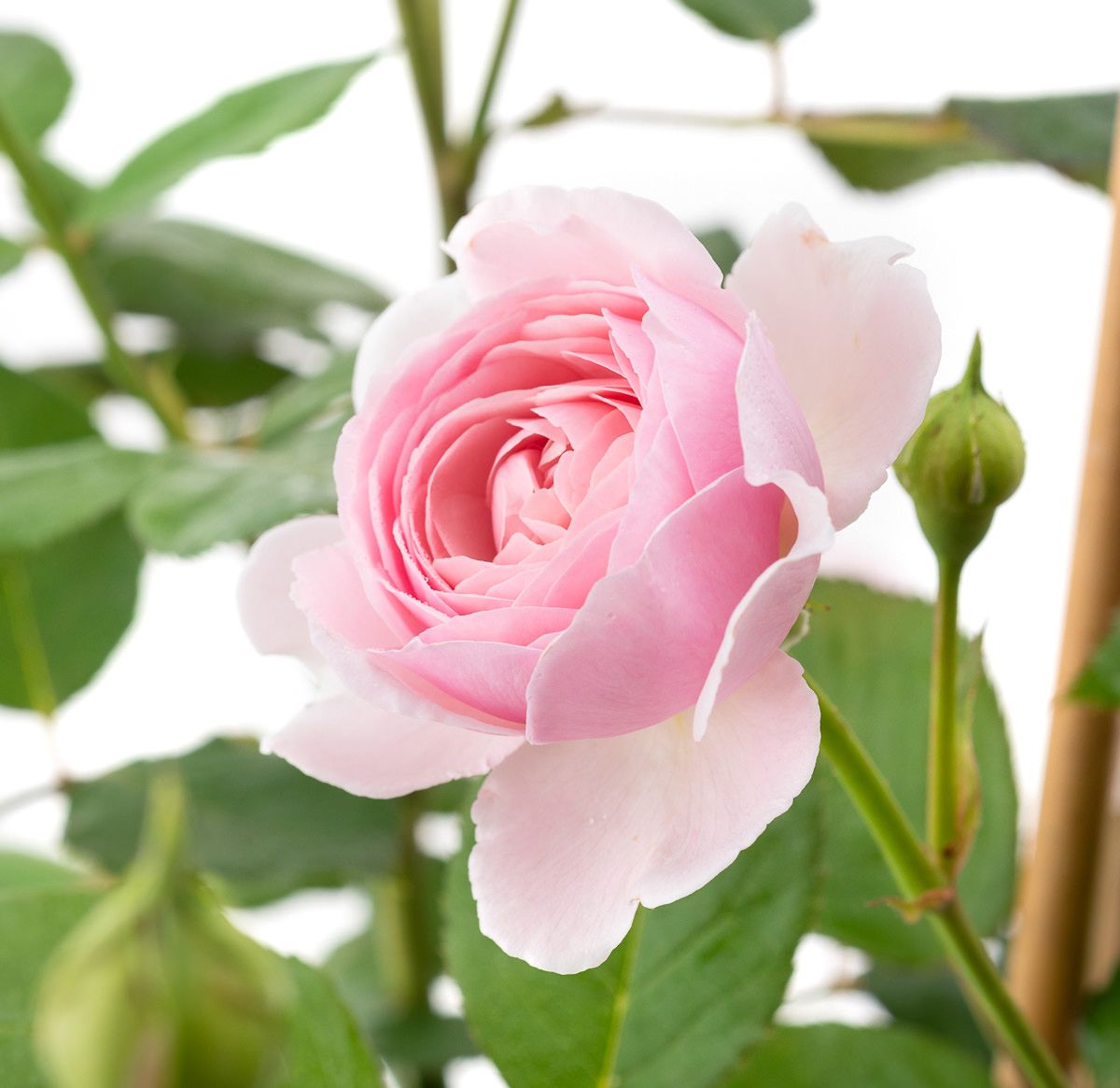 Englische Rose Geoff Hamilton - Rosa Geoff Hamilton günstig kaufen