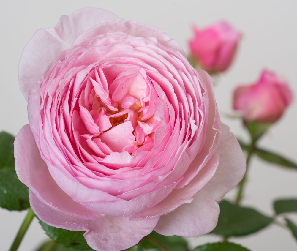 Englische Rose Geoff Hamilton - Rosa Geoff Hamilton günstig kaufen