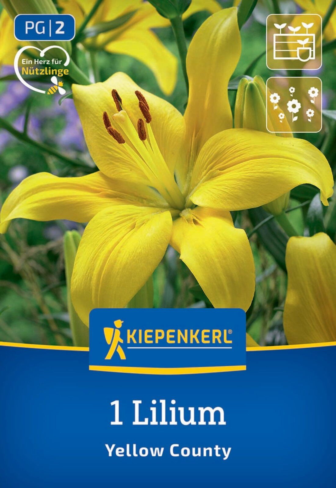 Asiatische Lilie Yellow County - Kiepenkerl Lilium x Hybrida Yellow ...