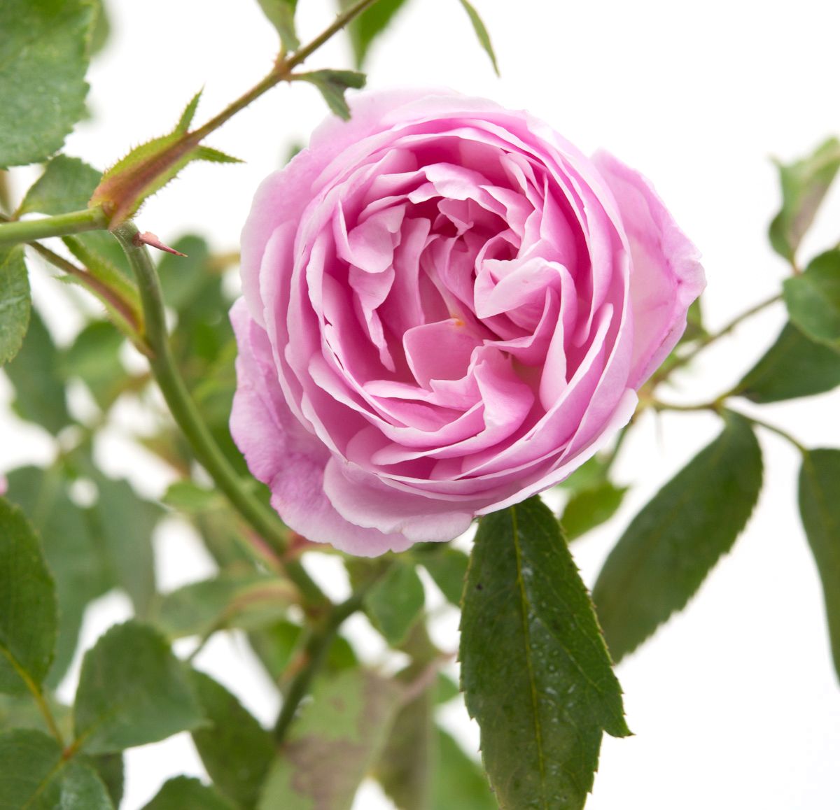 Rose Hermosa - Rosa Hermosa günstig kaufen