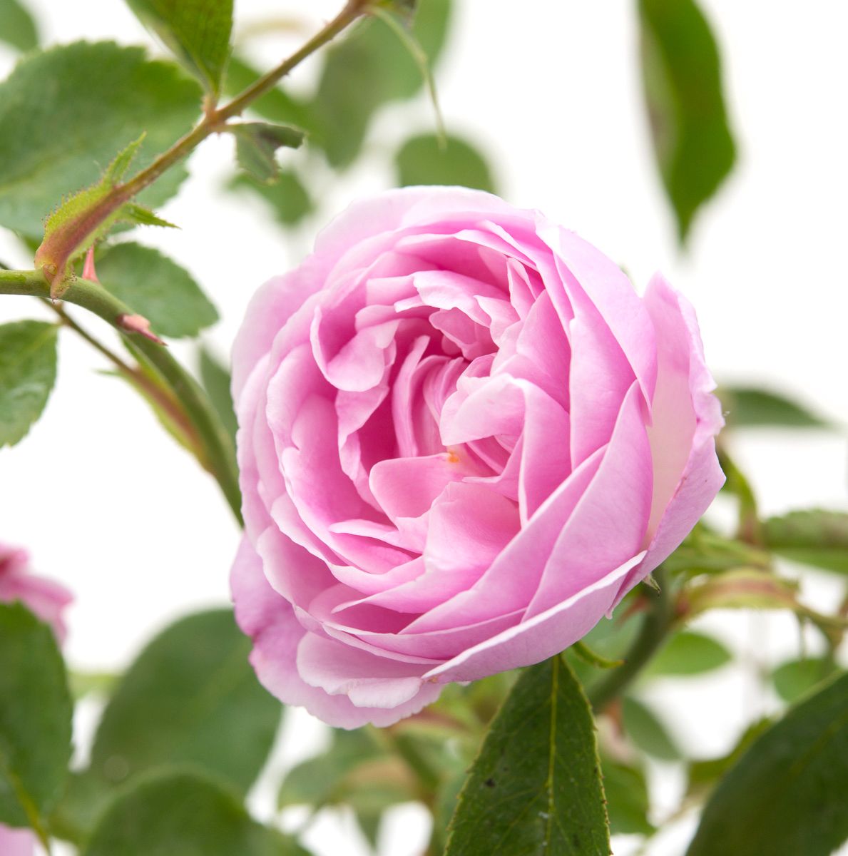 Rose Hermosa - Rosa Hermosa günstig kaufen