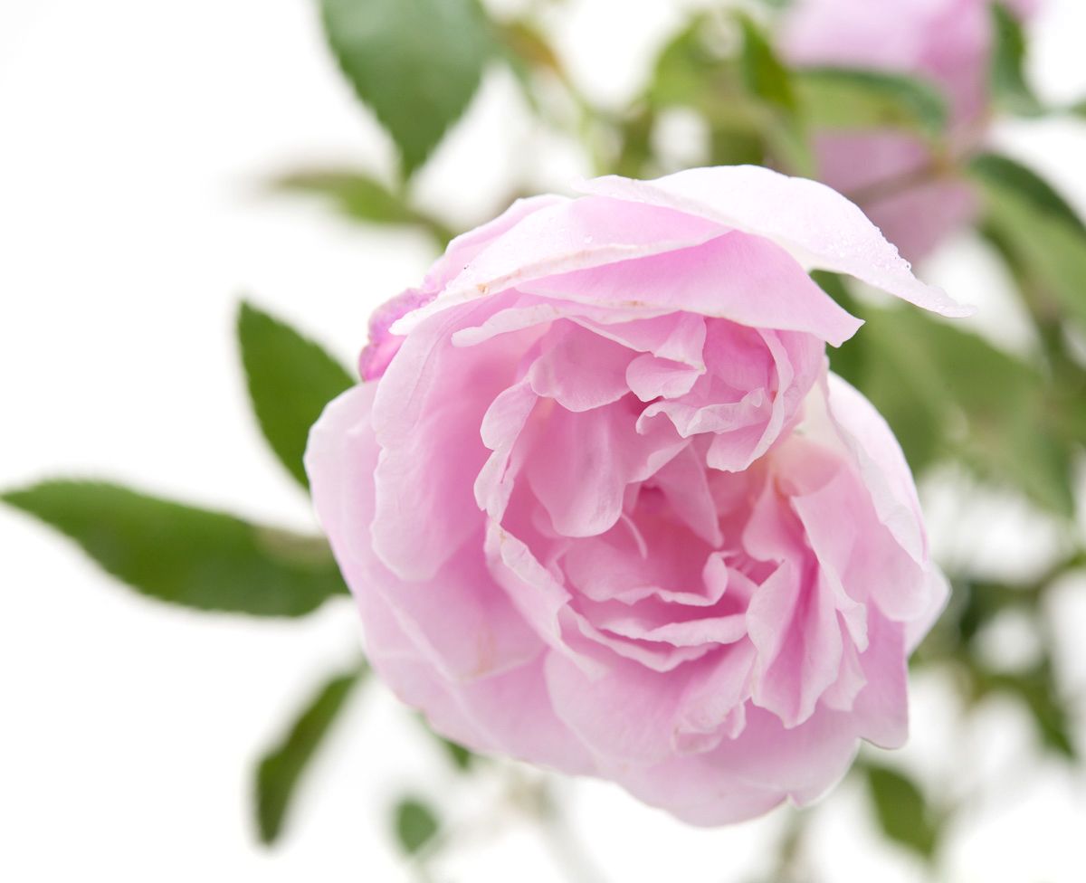 Rose Hermosa - Rosa Hermosa günstig kaufen