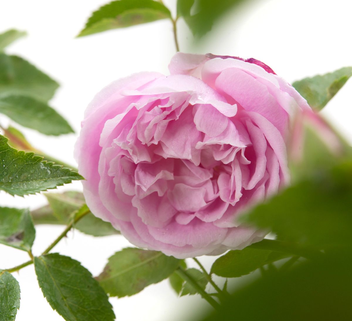 Rose Hermosa - Rosa Hermosa günstig kaufen