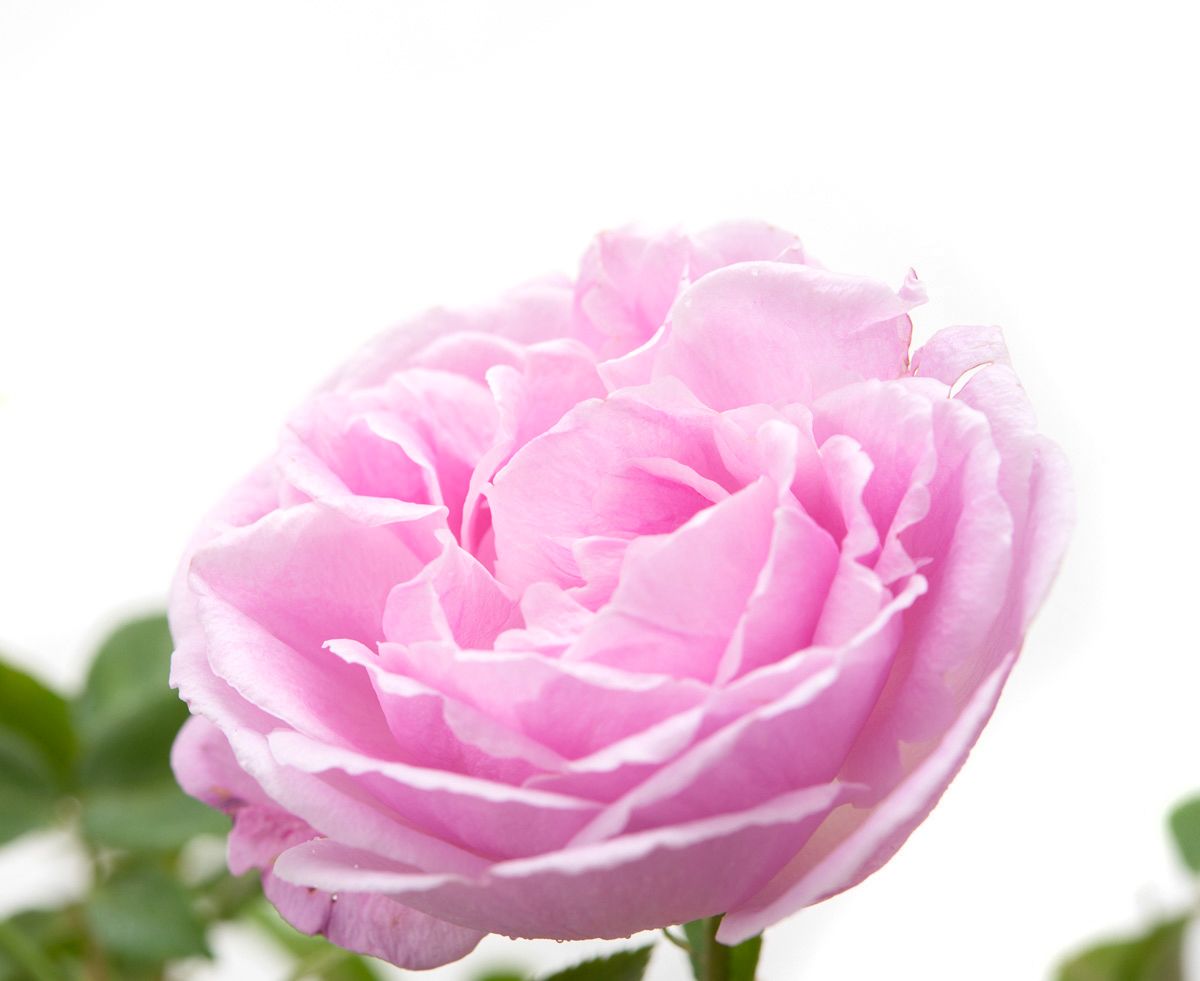 Rose Hermosa - Rosa Hermosa günstig kaufen