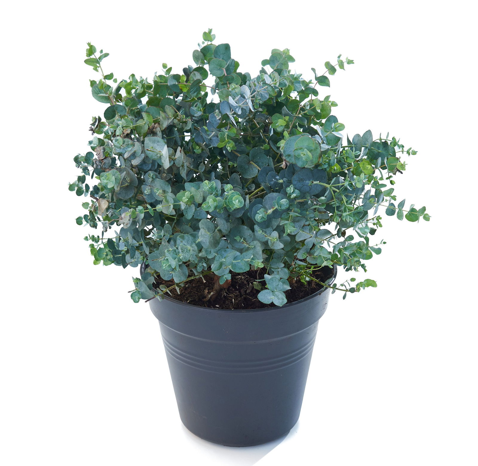 Eukalyptus Blaue Liebe - Eucalyptus gunnii Blaue Liebe günstig kaufen