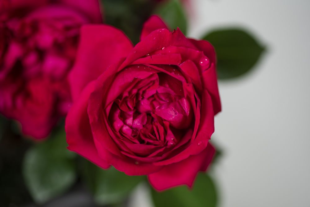 Strauchrose Red Eden - Rosa Red Eden günstig kaufen