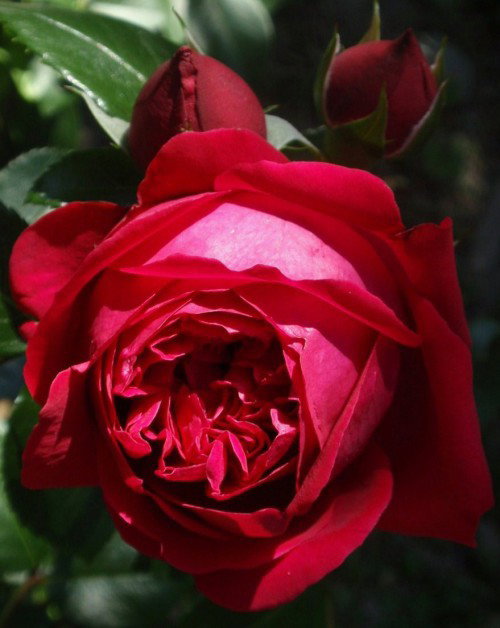 Strauchrose Red Eden - Rosa Red Eden günstig kaufen