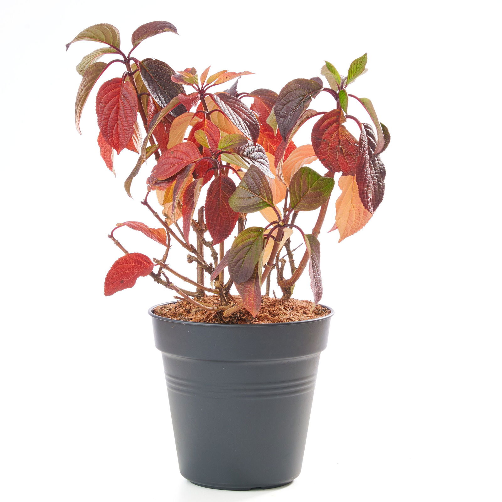 Rispenhortensie Living Infinity ® - Hydrangea paniculata Living ...