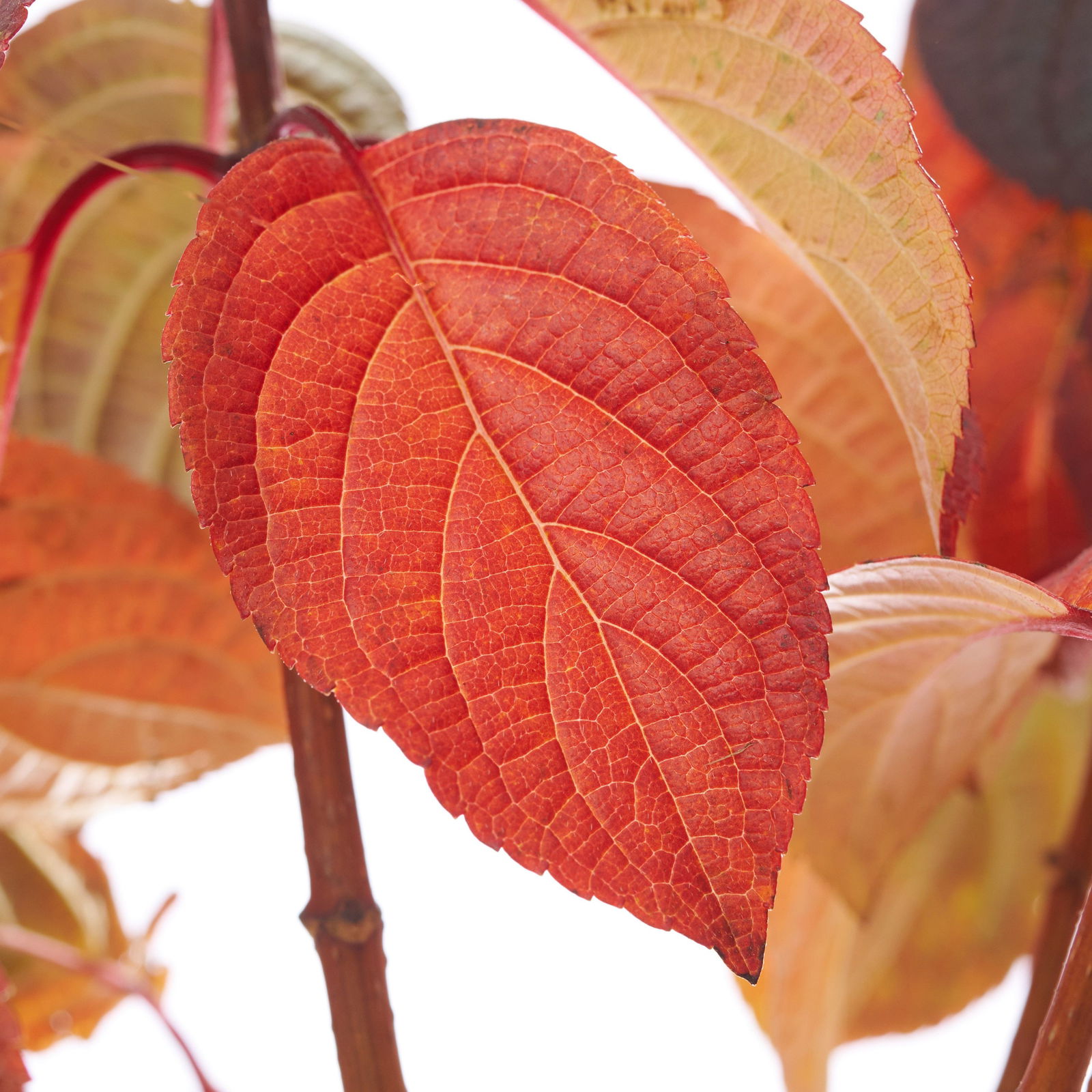 Rispenhortensie Living Infinity ® - Hydrangea paniculata Living ...