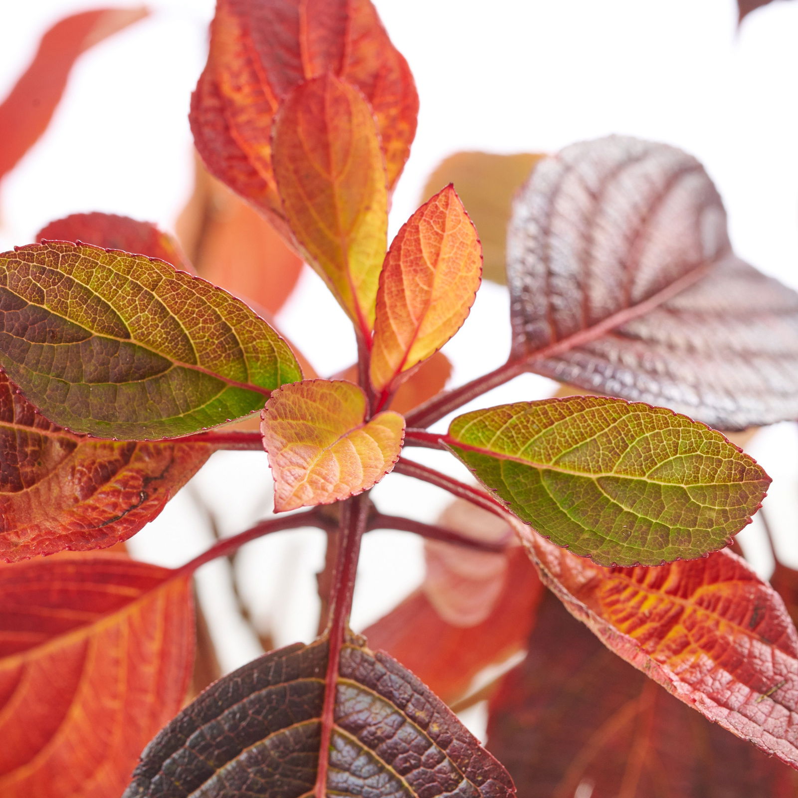 Rispenhortensie Living Infinity ® - Hydrangea paniculata Living ...