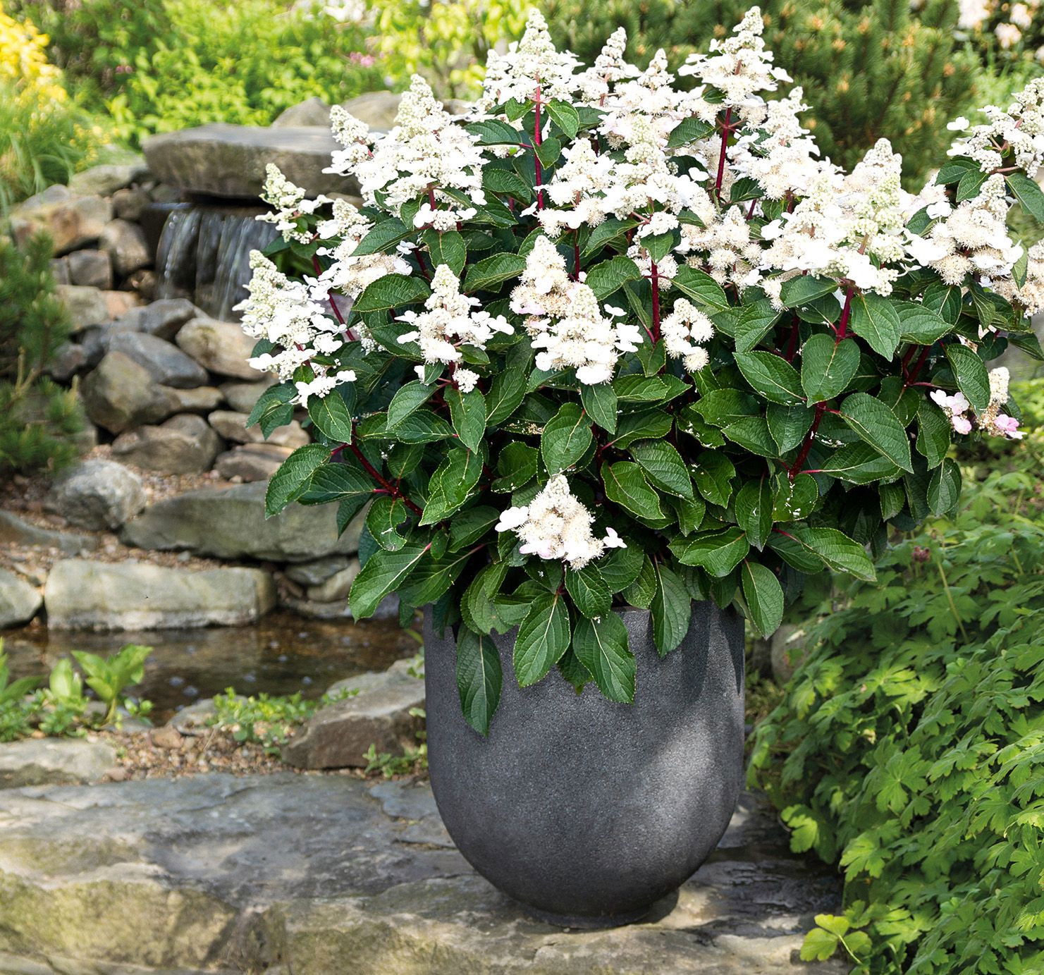 Rispenhortensie Living Infinity ® - Hydrangea paniculata Living ...
