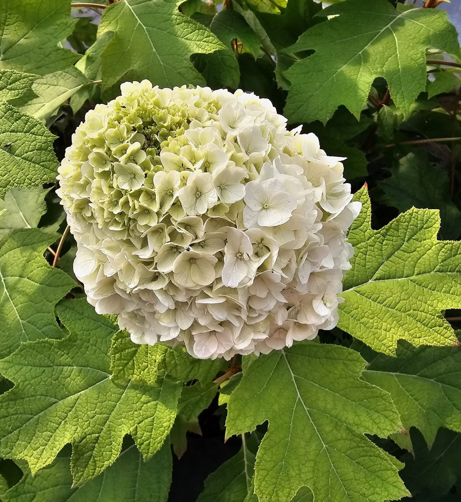 Eichenblatthortensie Tara ® - Hydrangea quercifolia Tara ® günstig kaufen