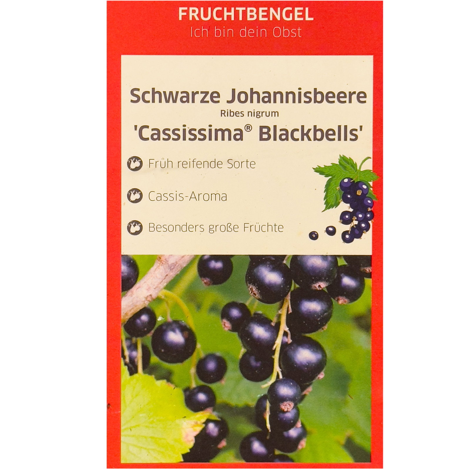 Schwarze Johannisbeere Cassissima® Blackbells Fruchtbengel - Ribes ...