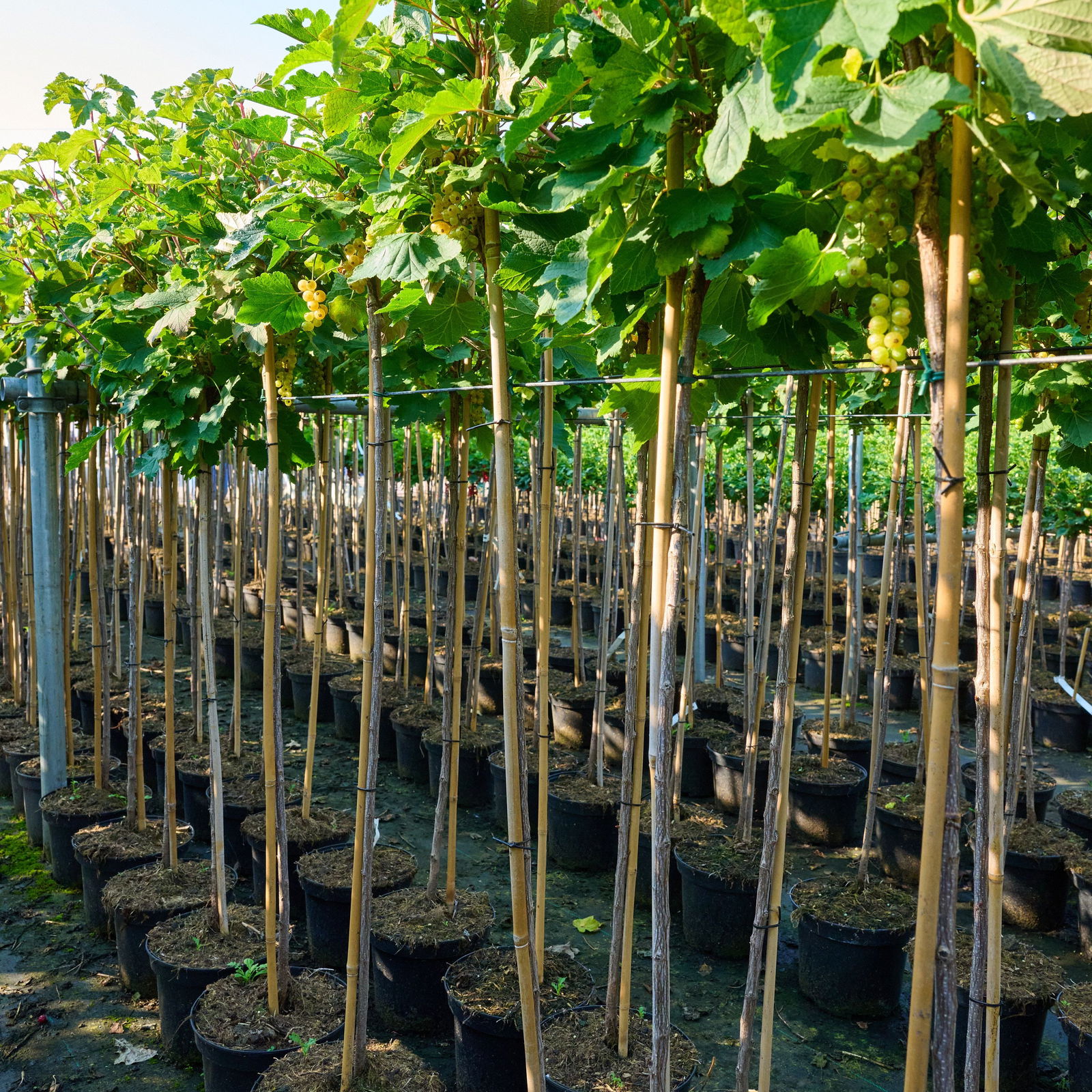 Weiße Johannisbeere Blanka - Ribes sativum Blanka günstig kaufen
