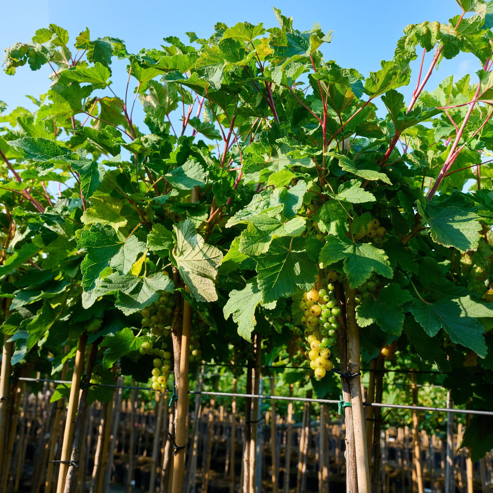 Weiße Johannisbeere Blanka - Ribes sativum Blanka günstig kaufen