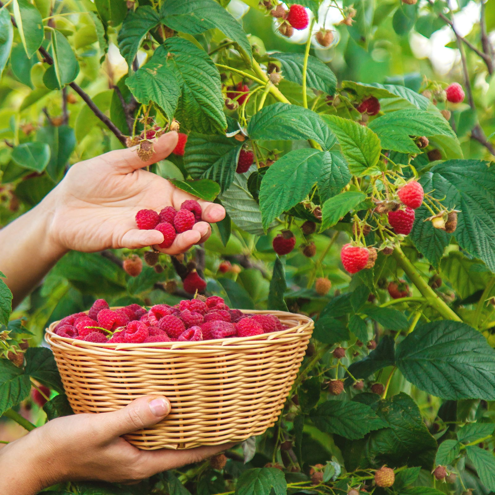 Himbeere Primeberry Autumn Fleshy® - Rubus idaeus Primeberry Autumn ...
