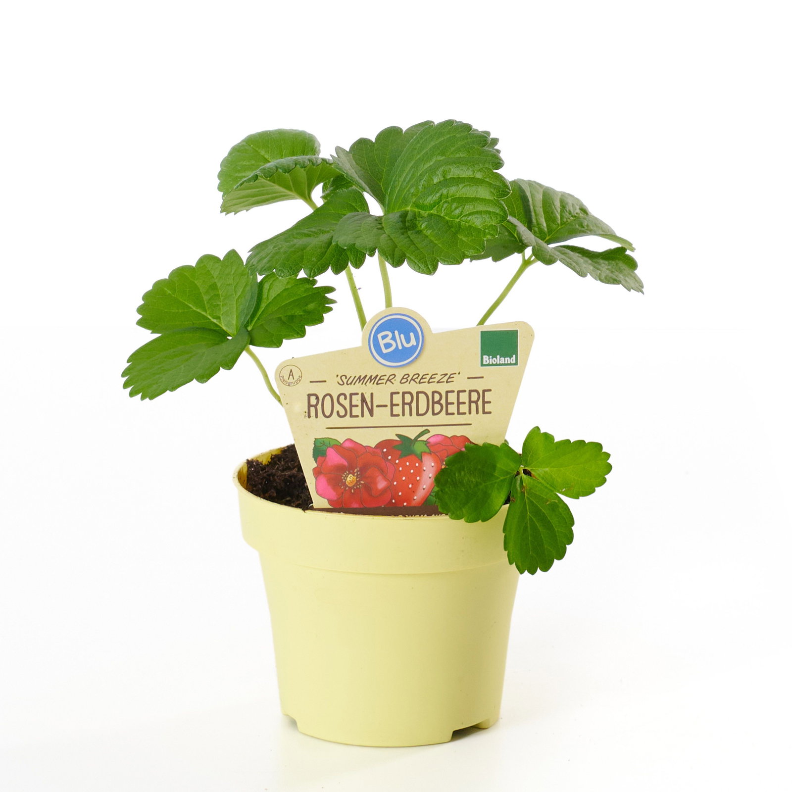 Bio Rosenerdbeere Summer Breeze Rose - Blu Fragaria x ananassa Summer ...