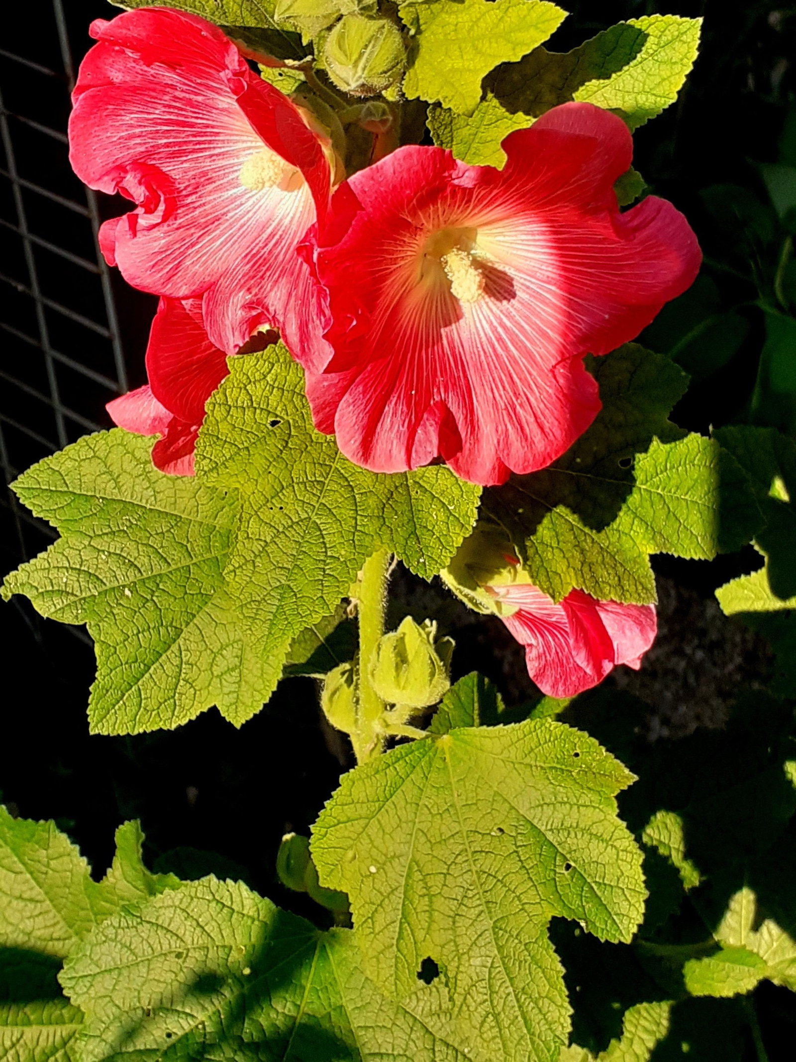 Stockrosen Überraschung - Alcea rosea i.S. günstig kaufen