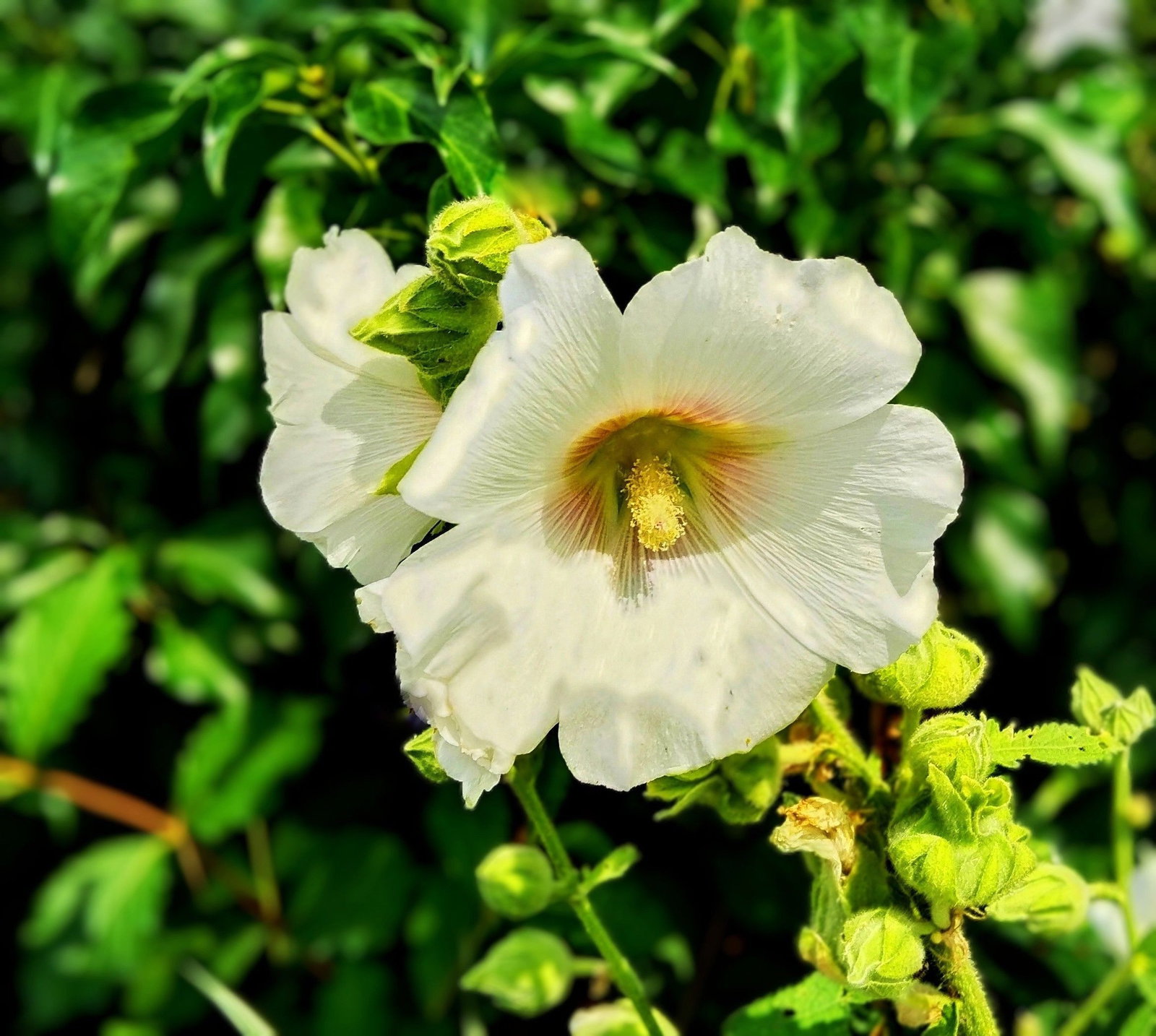 Stockrosen Überraschung - Alcea rosea i.S. günstig kaufen