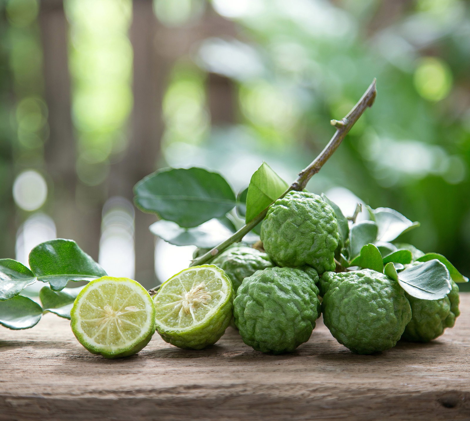 Kaffernlimette - Citrus hystrix Papeda günstig kaufen