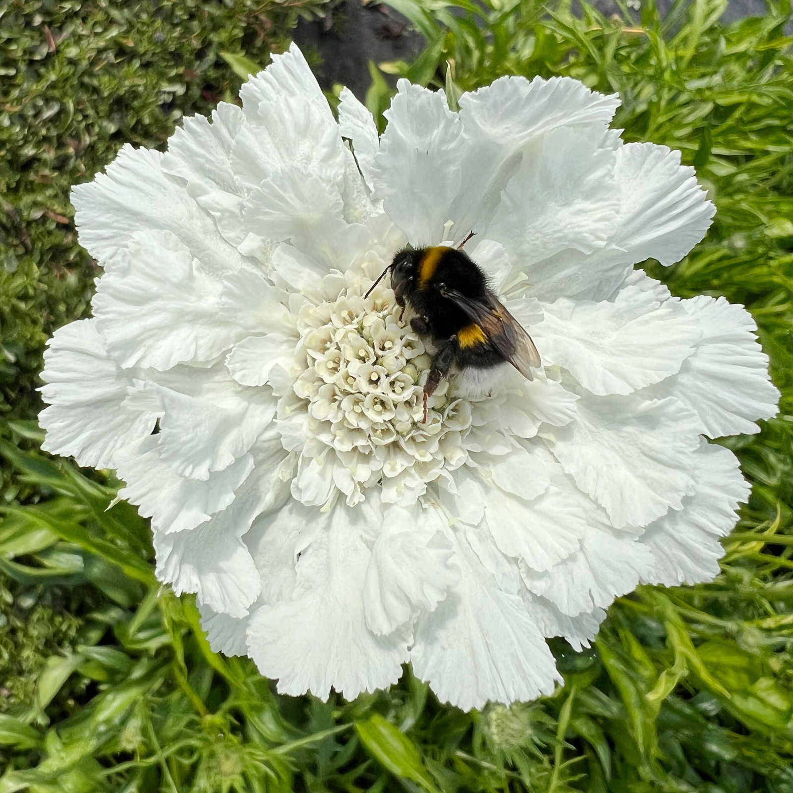 Große Skabiose Fama White - Scabiosa caucasica Fama White günstig kaufen