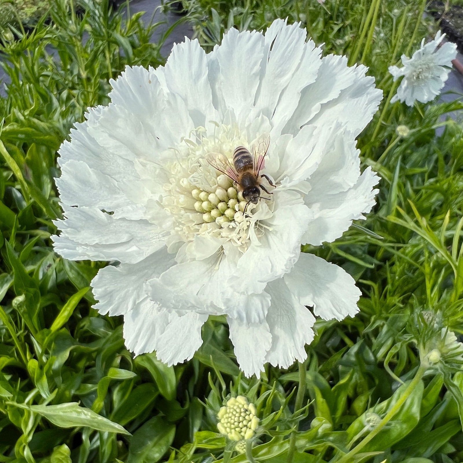 Große Skabiose Fama White - Scabiosa caucasica Fama White günstig kaufen