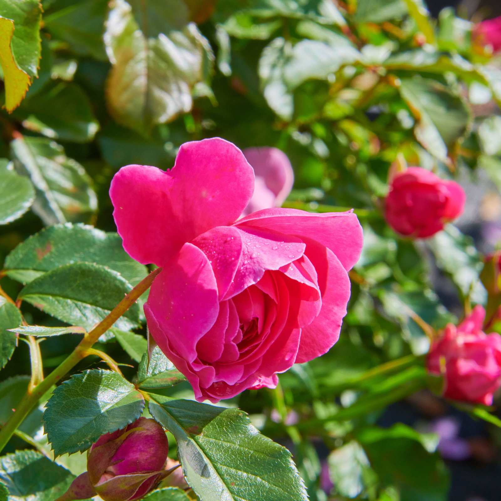 Rose Pink Aroma Flower Circus - Rosa Pink Aroma Flower Circus günstig ...