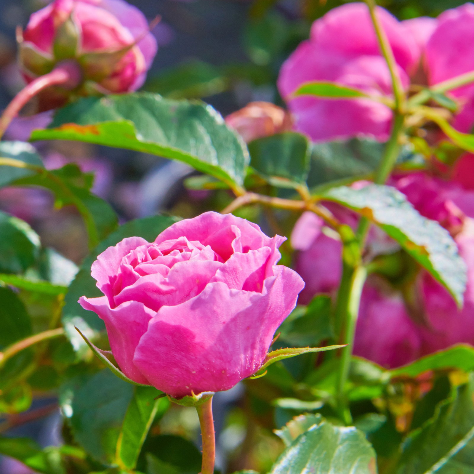 Rose Pink Aroma Flower Circus - Rosa Pink Aroma Flower Circus günstig ...