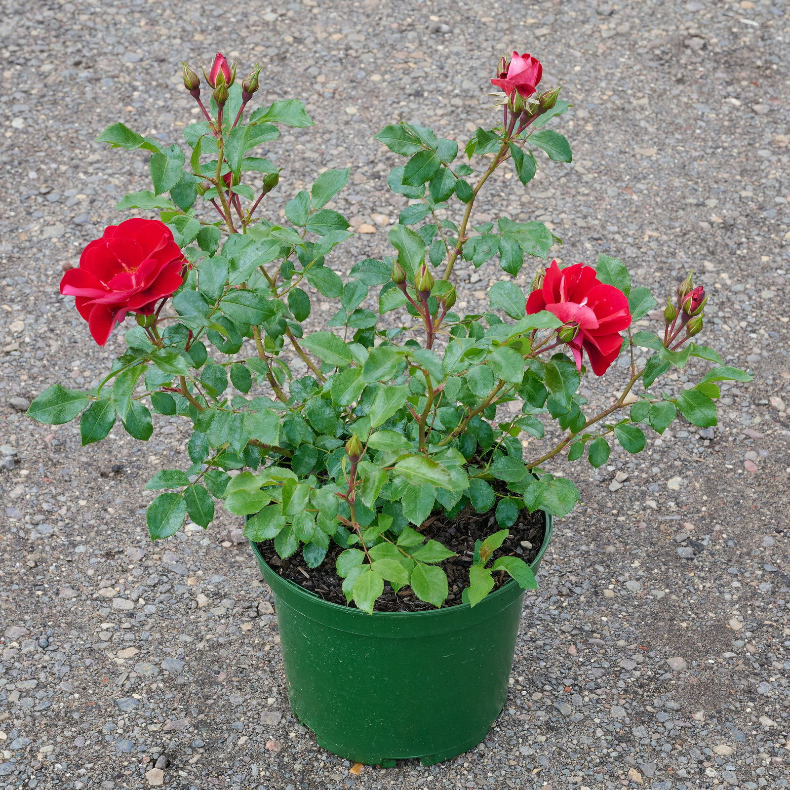 Rose Caracho - Rosa Caracho günstig kaufen