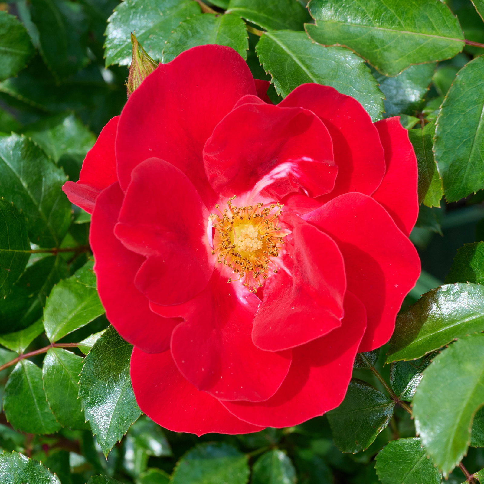 Rose Caracho - Rosa Caracho günstig kaufen