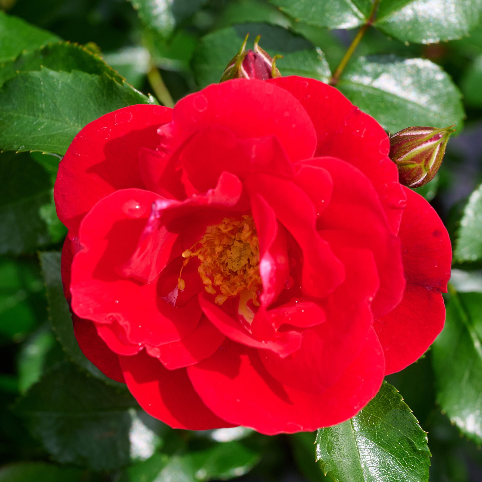 Rose Caracho - Rosa Caracho günstig kaufen