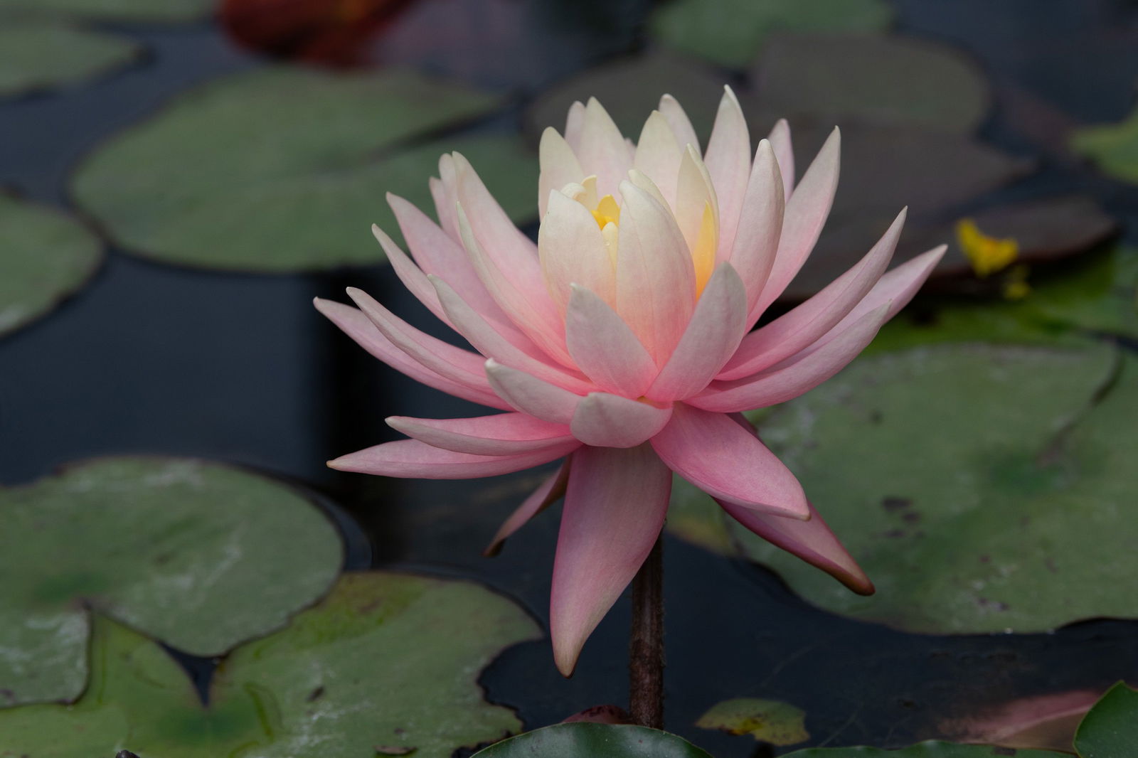 Seerose Sunny Pink - Nymphaea Sunny Pink günstig kaufen