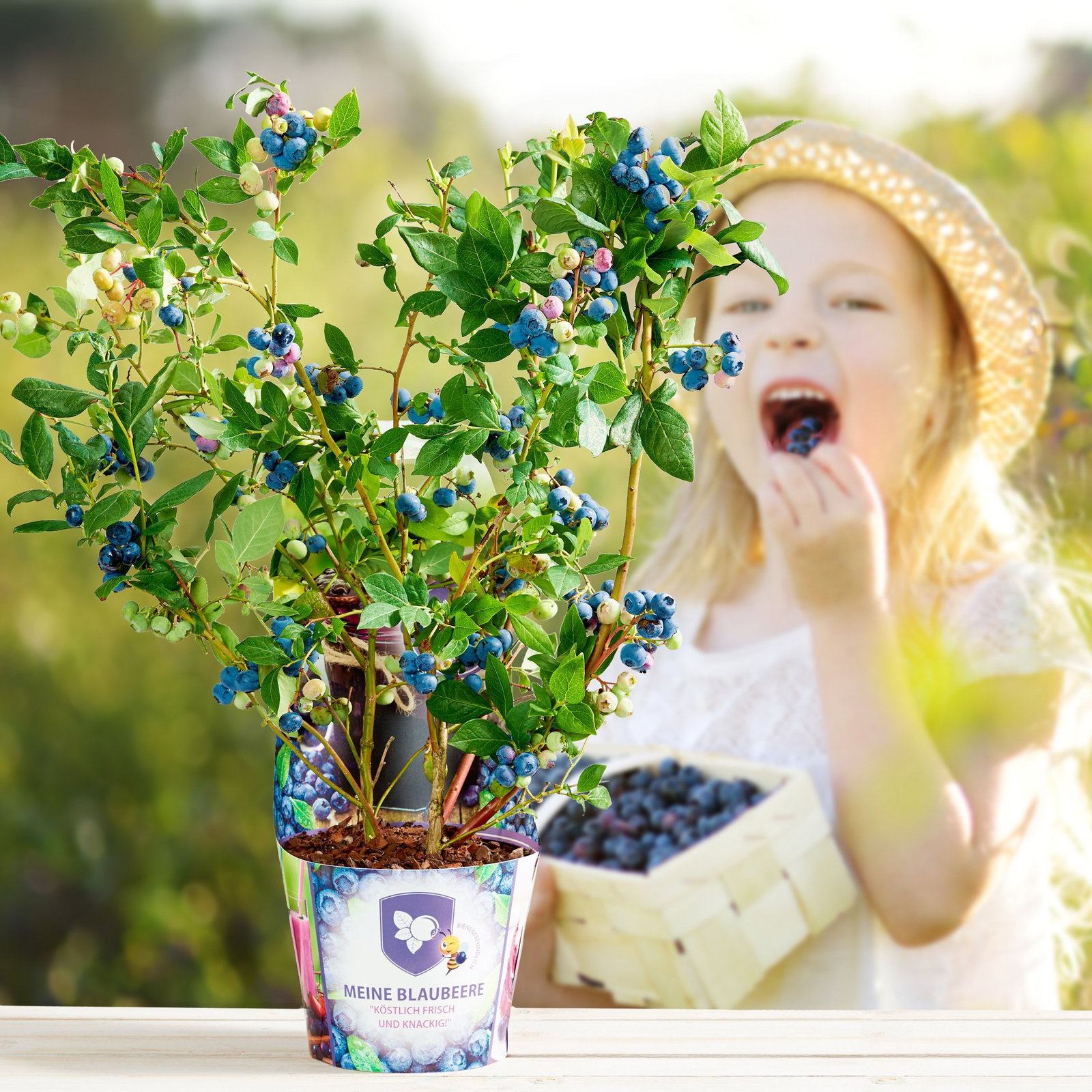 Blaubeere Im Kubel
