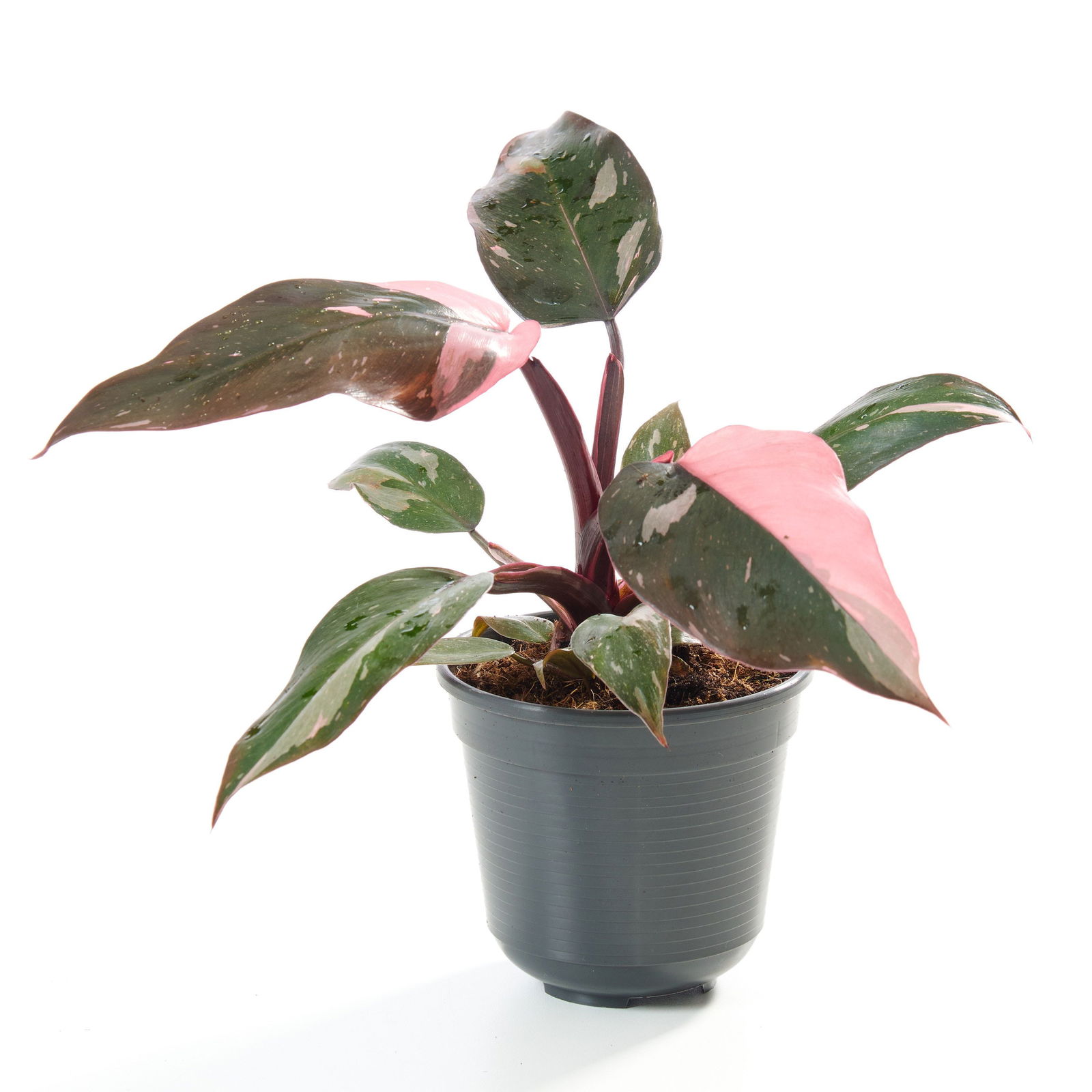 Baumfreund Pink Princess - Pink Princess Philodendron günstig kaufen