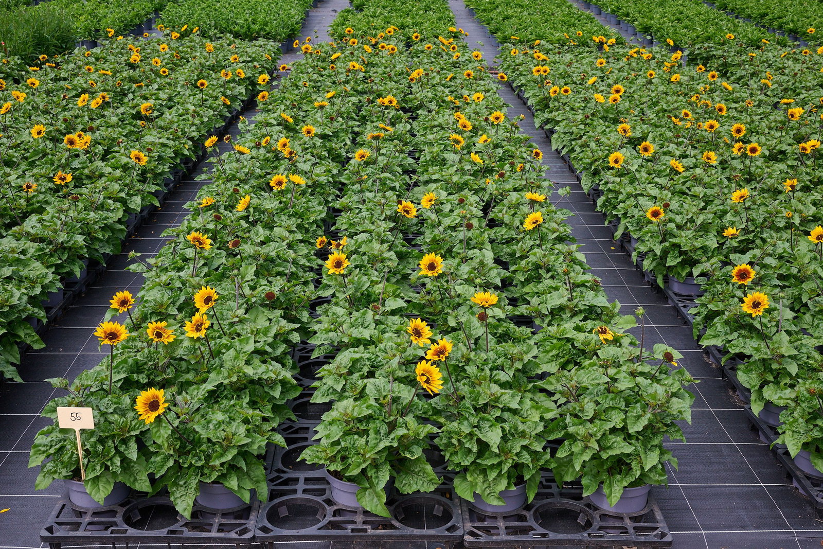 Sonnenblume Sunbelievable Brown Eyed Girl - Helianthus Sunbelievable ...