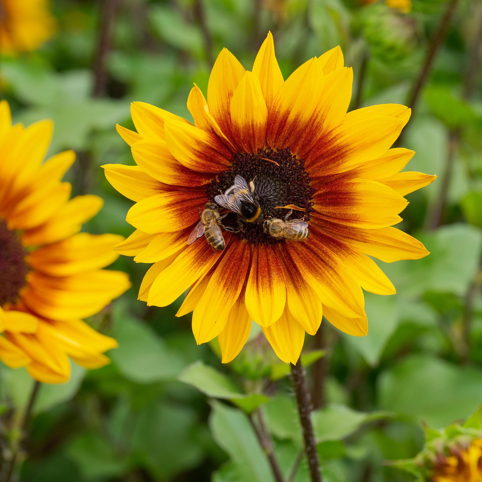 Sonnenblume Sunbelievable Brown Eyed Girl - Helianthus Sunbelievable ...