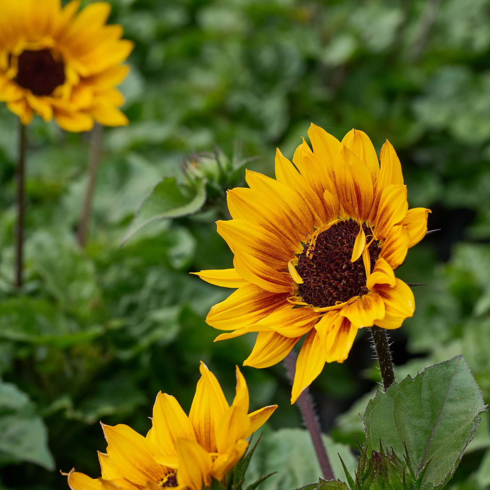 Sonnenblume Sunbelievable Brown Eyed Girl - Helianthus Sunbelievable ...